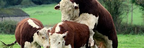 Bull Semen Testing Under The Microscope Vetlife