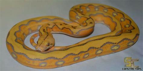 Purple Super Sunfire Scconstrictors Ball Python Morphs Ball Python