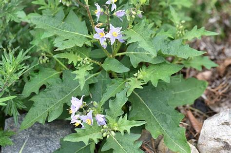 이름순 계절별 꽃색으로 찾기 도깨비가지