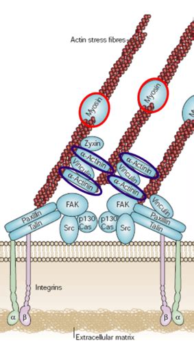 Lecture Cell Adhesion And The Ecm Flashcards Quizlet