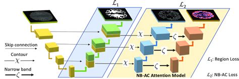 Proposed Two Branch Network Architecture With The Nb Ac Attention
