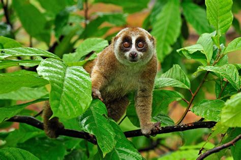 Loris Monkey