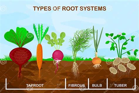 Types Root Systems Of Plants Taproot Fibrous Bulb And Tuber Root Example Comparison Stock
