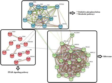 String Analysis Shows That Differentially Expressed Genes Are Involved Download Scientific