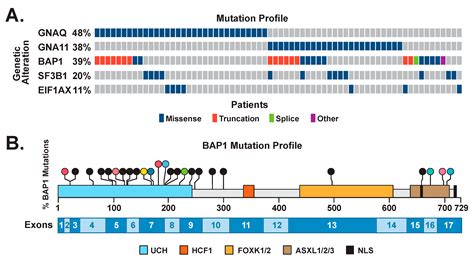 Correlation Between Bap1 Localization Driver Mutations And Patient