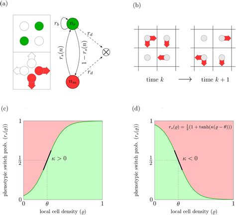 Cellular Automaton Model Dynamics Arise From Repeated Application Of
