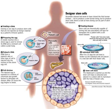 Untangling Biotech Issues Cloning Is Research Field Entirely Separate From Stem Cells