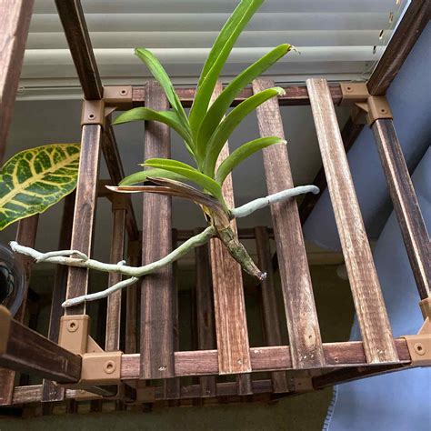 How To Propagate Your Vanda Orchid