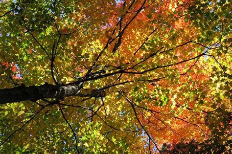Types Of Deciduous Trees 30 Examples Wildlife Informer