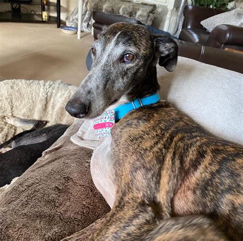 Arabellas Project Galgo Adoption And Fostering