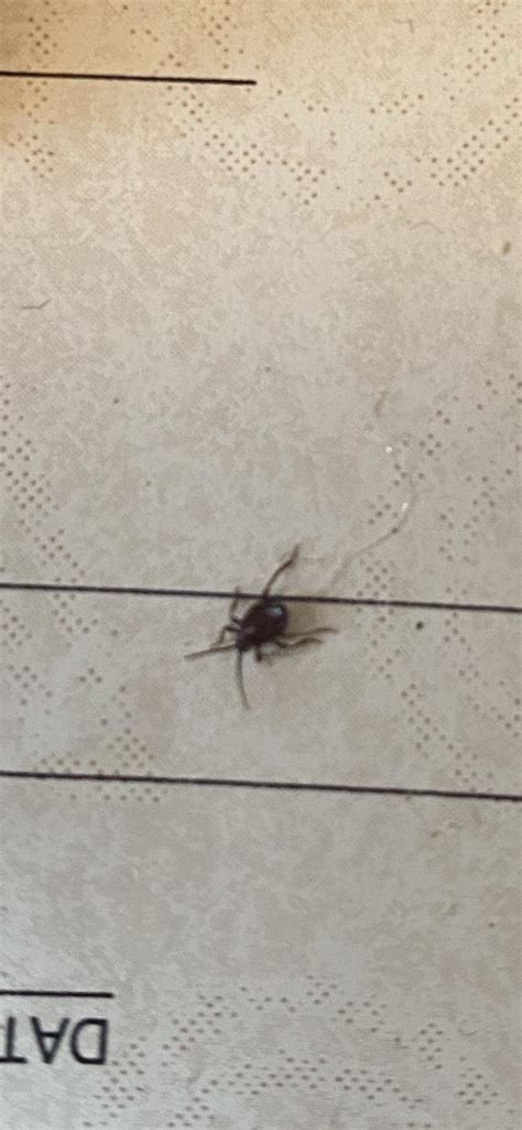 Is This A Tick R Whatbugisthis