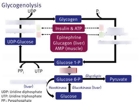 Glycogenesis And Glycogenolysis Diagram Quizlet