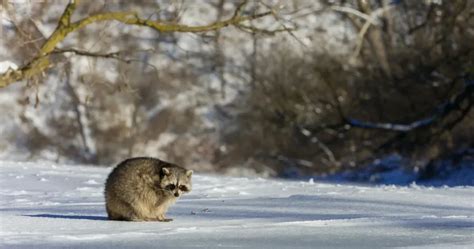Do Raccoons Hibernate In Winter Critter Stop