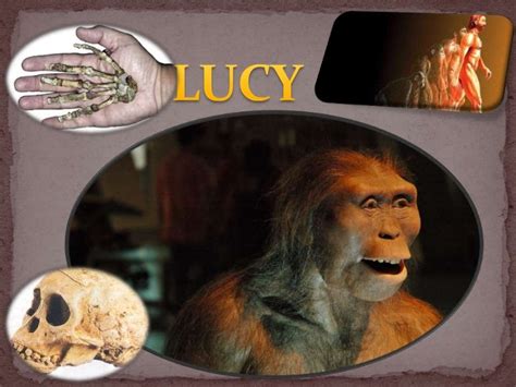 Reperto Fossile Lucy