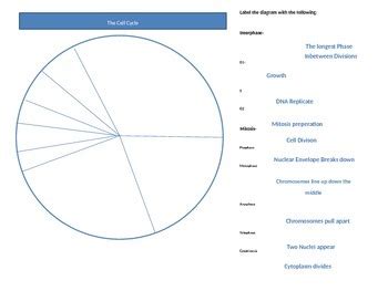 Cell Cycle Intro With Powerpoint By Biology Diva TPT