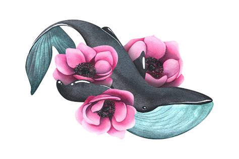분홍색 아네모네 꽃 사이에 검은 색과 청록색의 큰 고래 수채화 그림 손으로 그린 흰색 배경에 격리된 구성입니다 포스터 카드 스티커 지문 문신 꽃 식물에 대한 스톡 벡터 아트