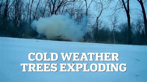 Americans In Six Us States Warned Of Exploding Trees That Sound Like