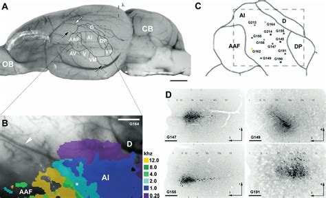 Injections Of Fd Into The Primary Auditory Cortical Field Ai Of The Download Scientific Diagram