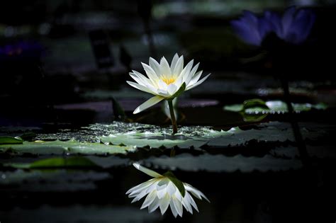 【typed js】タイプライターのように文字が打ち出されるエフェクト ハルブログ