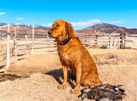 Golden Retriever Breed Profile A Complete Guide