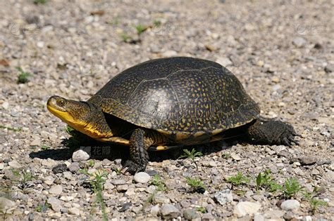 濒临灭绝的布兰丁龟