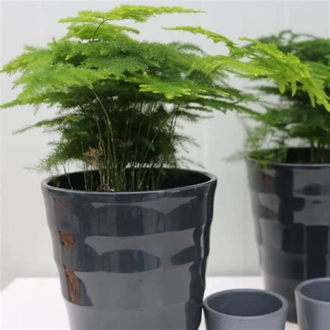 Начало Цветна борса ПРО ПЛАНТС