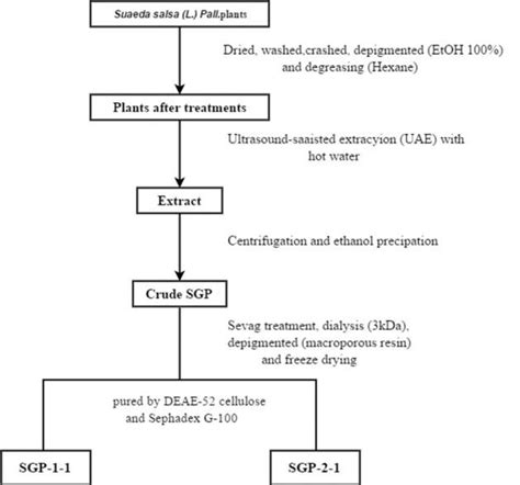 Steps For Polysaccharide Extraction Of Suaeda Salsa L Pall And