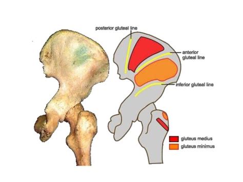 Anatomy Lecture 8 Gluteal Region And Thigh Posterior Flashcards Quizlet