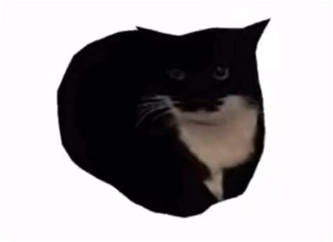 Maxwell Cat Sticker Maxwell Cat Maxwell Cat Discover Share S Artofit