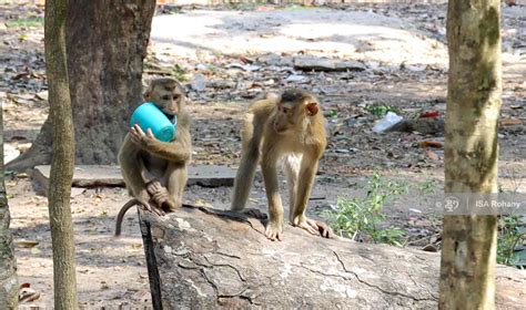 ស្វានៅតំបន់អង្គរកាន់តែកើនឡើង ជាមួយនឹងហានិភ័យដល់ភ្ញៀវទេសចរ និងថ្មប្រាសាទ