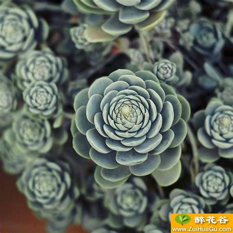 子持莲华怎么养 子持莲华花语 醉花谷