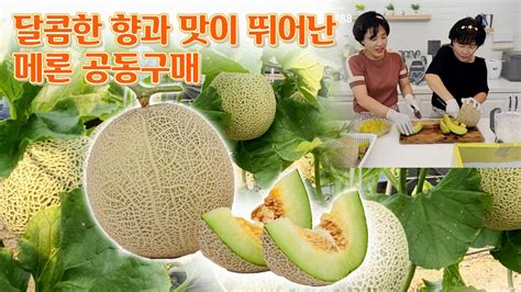 🔴 제철 과일 프리미엄 메론 공동구매 메론 빙수 여름 별미 과일 팥빙수 만드는 방법 Youtube