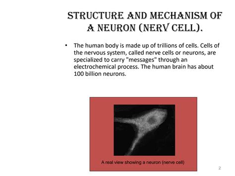 SOLUTION Human Anatomy Neuron Anatomy Studypool