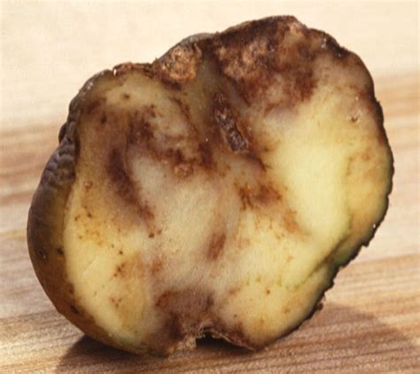 Crop Pathogens Are More Adaptable Than Previously Thought