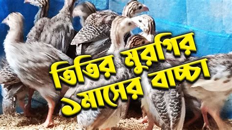 এক মাসের তিতির মুরগির বাচ্চা কোথায় পাবেন 1 Month Guinea Folw Rampura Krishi Farm Youtube