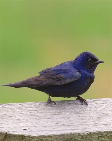 15 Birds That Build Mud Nests Bird Helpful