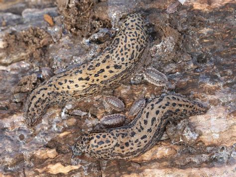 Leopard Slug Naturespot