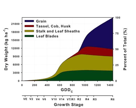 Corn Nutrient Uptake And Partitioning Crop Physiology