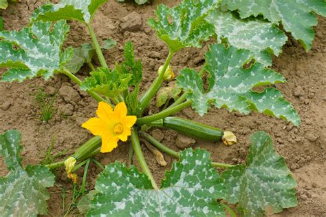 Zucchini Pflanzen So Gelingts Hauert