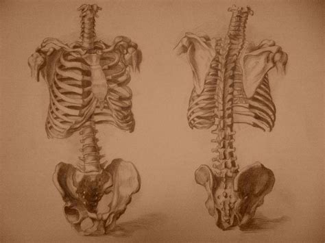 Skeleton Study By Blacksnakesister Art On Deviantart