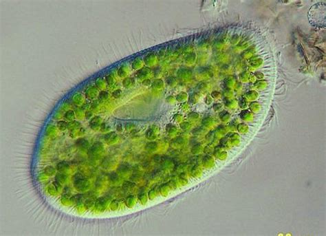 Define The Protozoa Class 8th Cbse