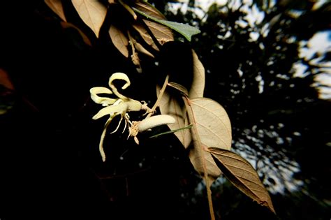Pterospermum Eflora Of India