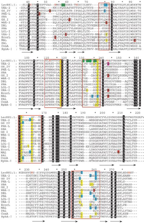 Phylogenetic Analysis Of The Lectin Like Domains Of M Truncatula Mt Download Scientific