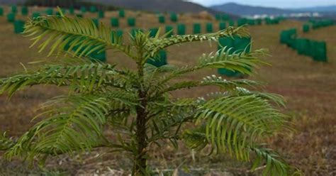 66 Million Year Old Living Fossil Tree Grown In A Secret Place