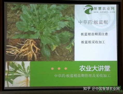 中草药板蓝根苗期管理及采收加工 知乎