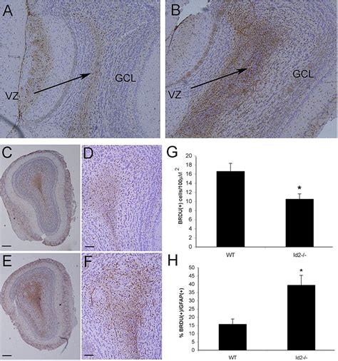 Id2 Is Required For Specification Of Dopaminergic Neurons During Adult Olfactory Neurogenesis