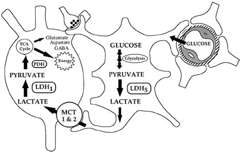 Schematic Representation Of The Proposed Astrocyte Neuron Lactate Download Scientific Diagram