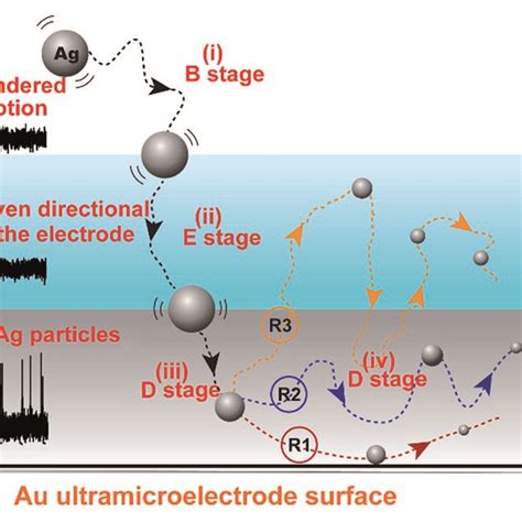 Schematic Illustration Of The Motion Trajectories Of Individual Agnps