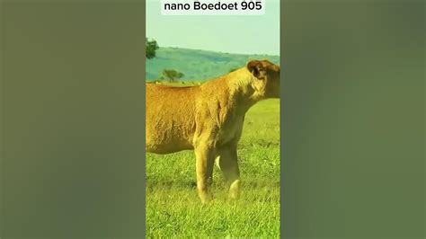 Singa Yang Menghindari Gerombolan Lalat Part 1 Nature Youtube