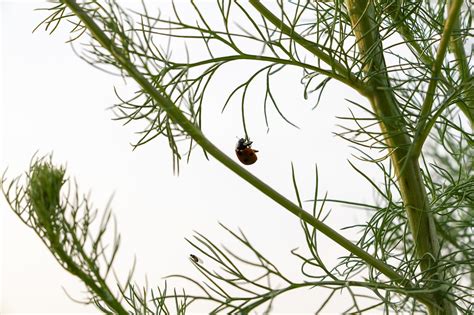 瓢虫 甲虫 Pixabay上的免费照片 Pixabay